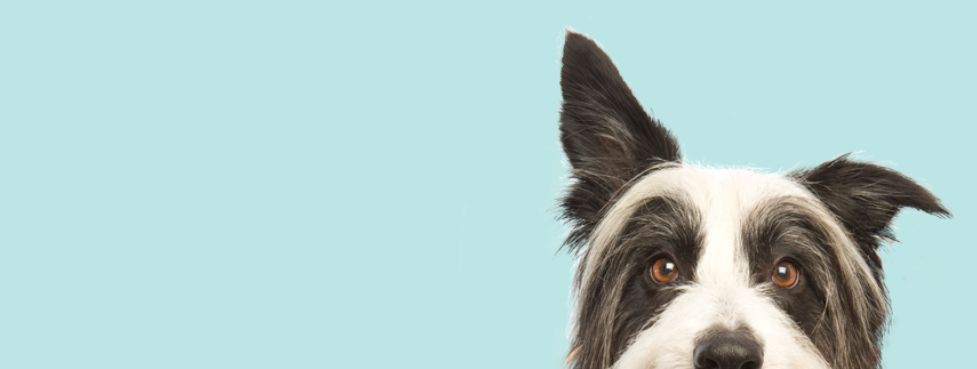 Dog salon COCOLAB. 予約ページ