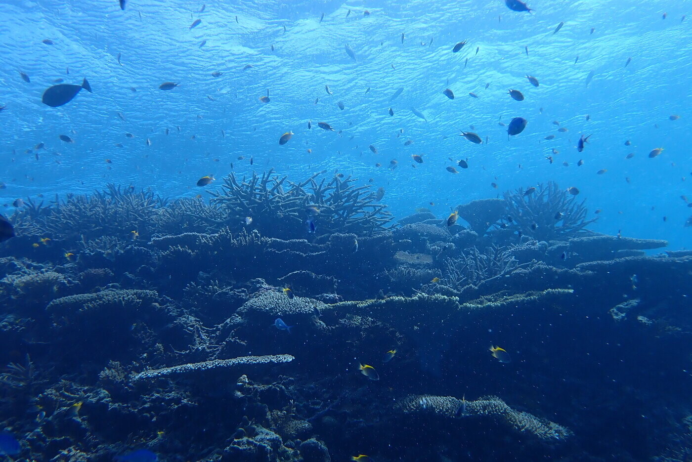 DNAシフトセラピー～潜在意識を書き換えて望む現実を引き寄せる～