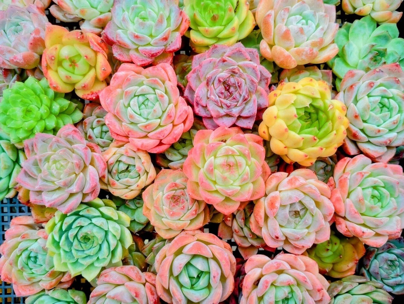 たにくふぁ～む